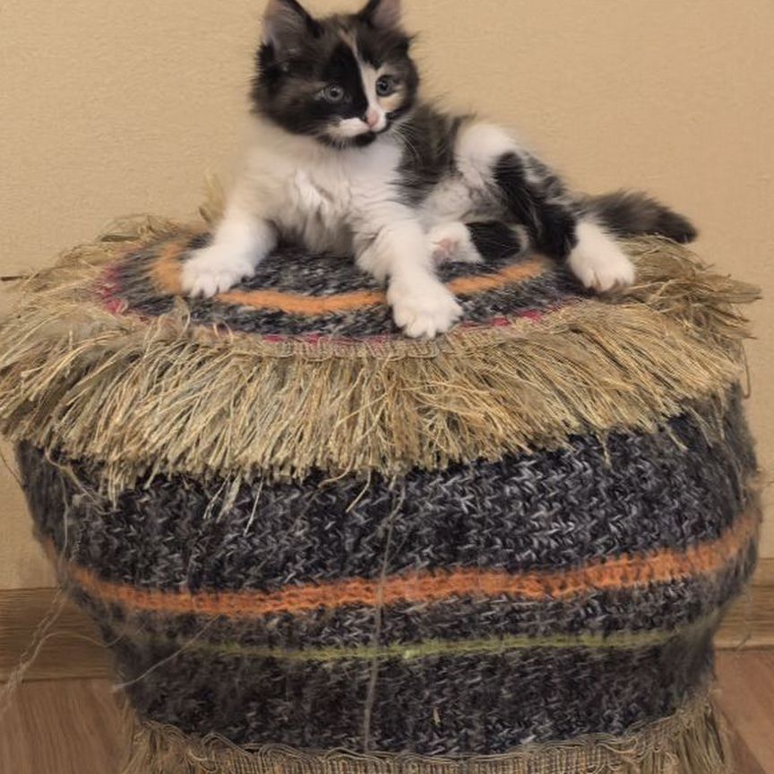 Алтайский котёнок