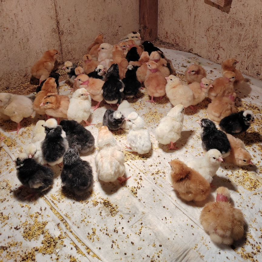 Цыплята несушки