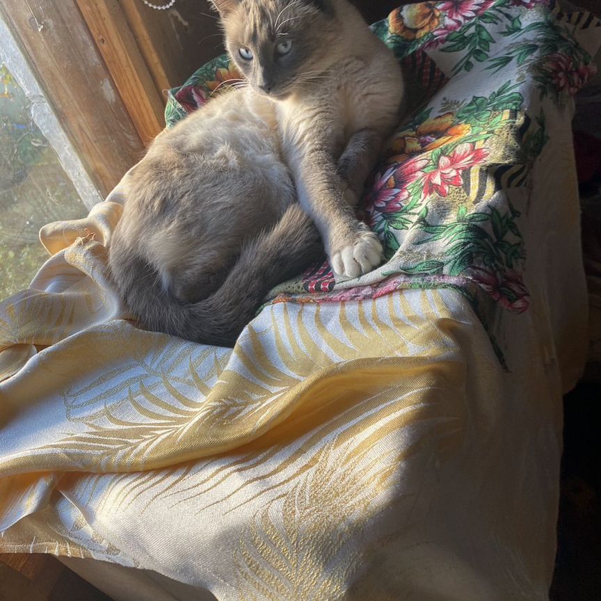 Кот в добрые руки
