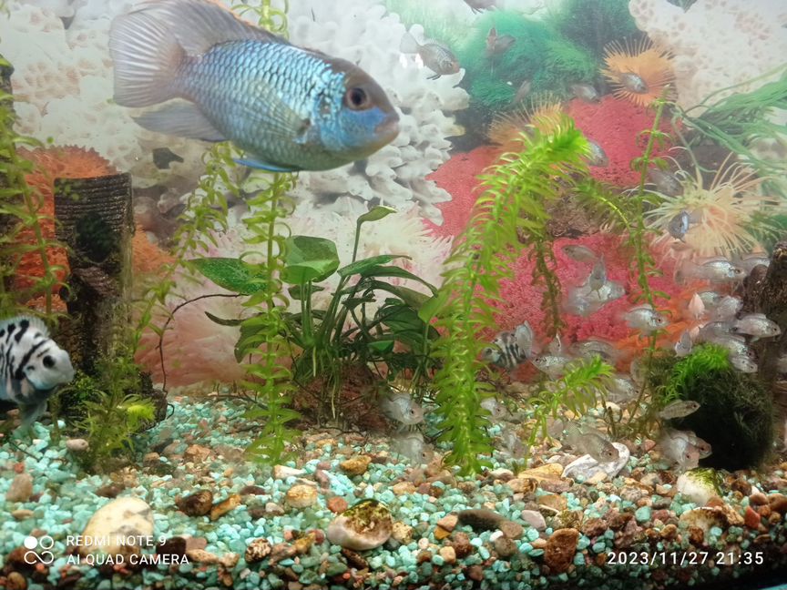 Мальки нанакара Блю neon