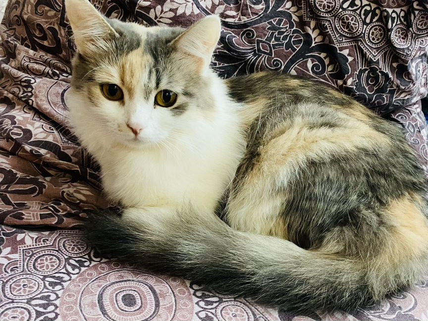 Кошка домашняя денежная