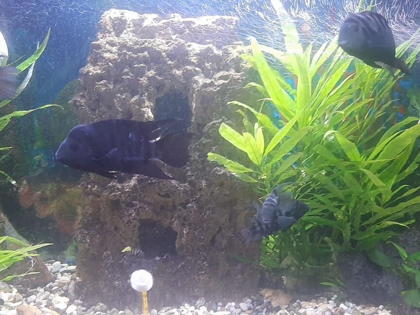 Аквариумные рыбки цихлиды