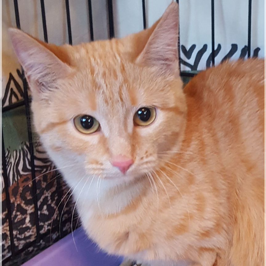 В добрые руки молодая кошечка