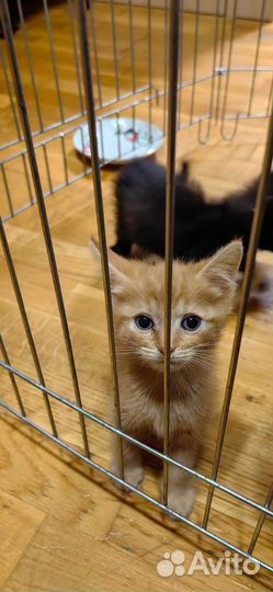 Малыши котята, 2,5 мес