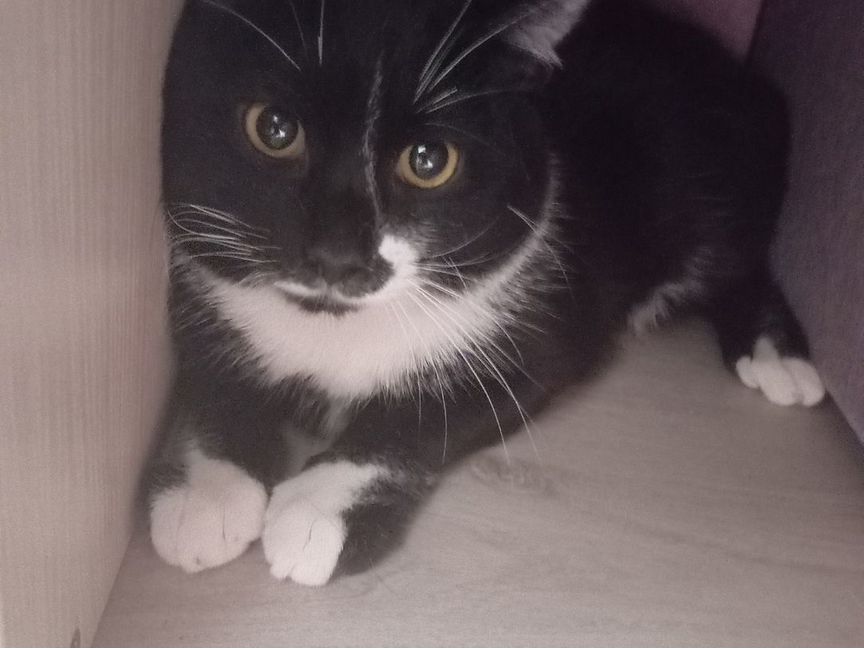 Котик Марик