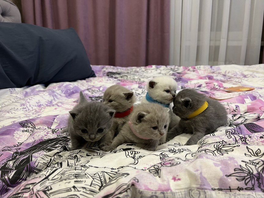 Британские котята