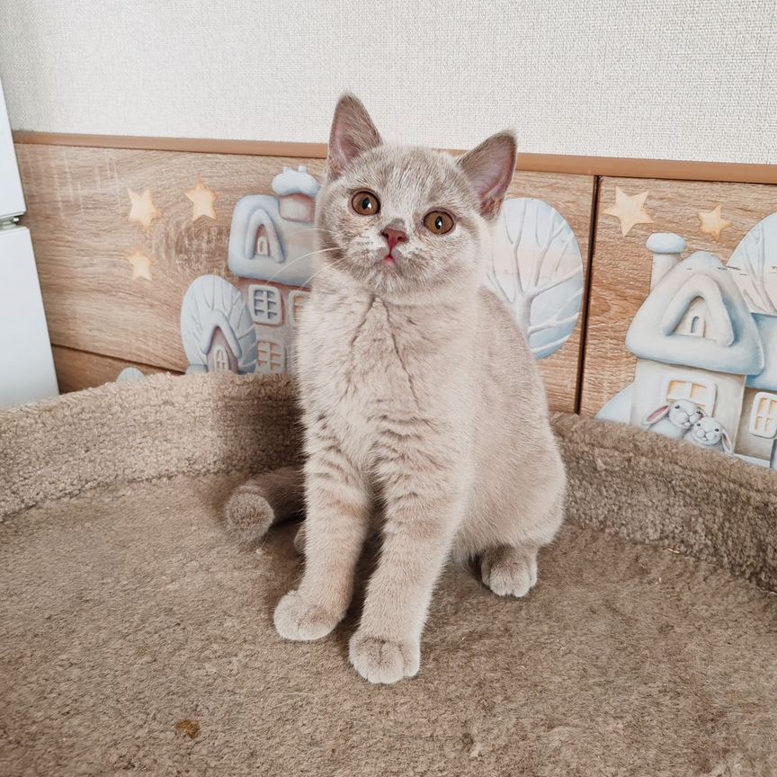 Британские котята