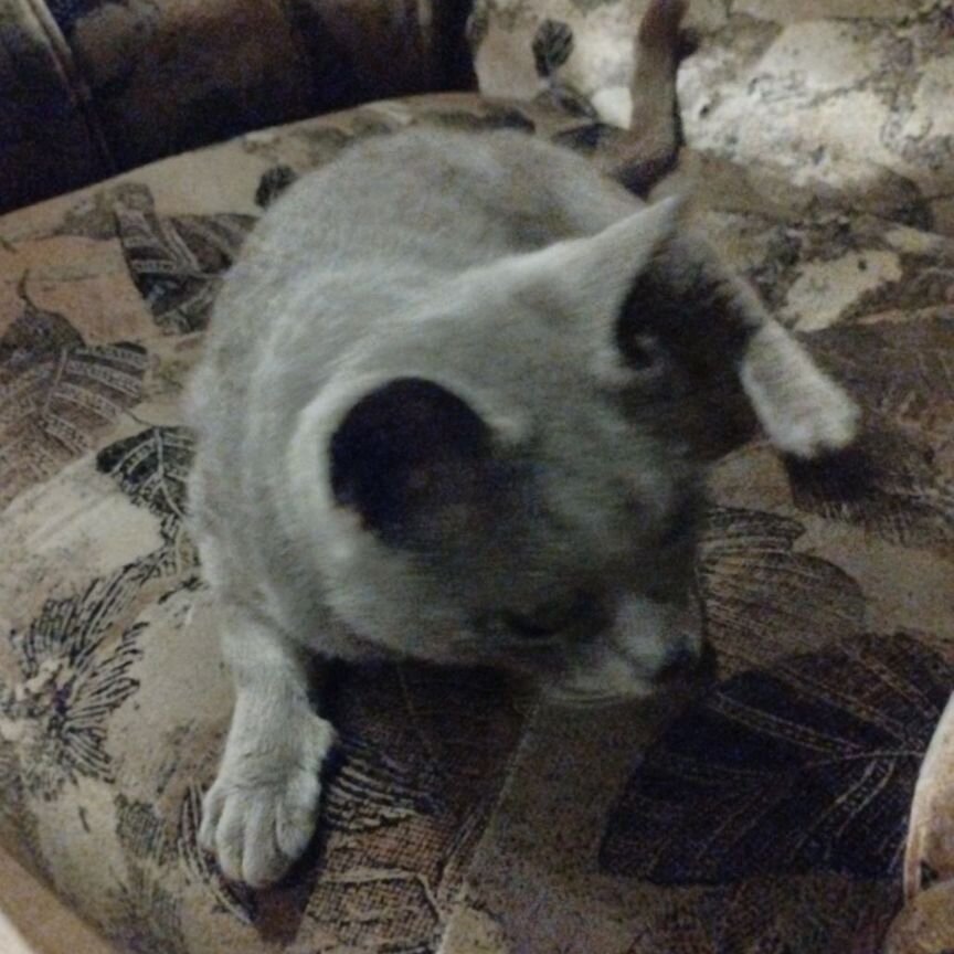 Пристрой кошки