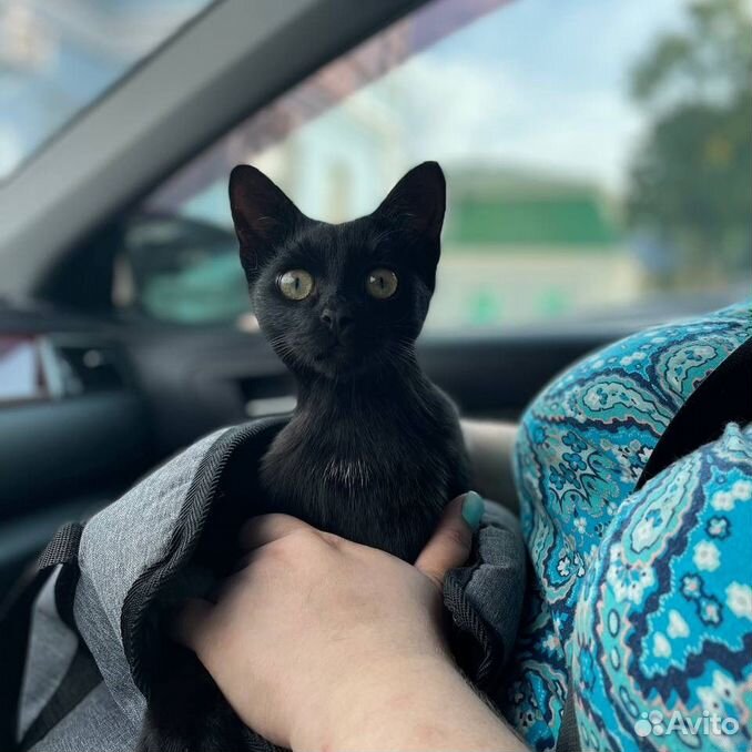 Удивительный Бруно в добрые руки дар бесплатно