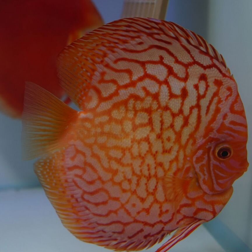 Малек дискуса