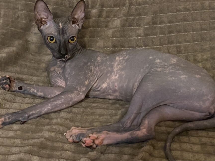 Связка кошки