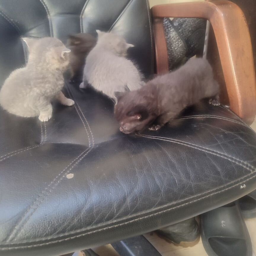 Шотландский прямоухий короткошёрстный котёнок