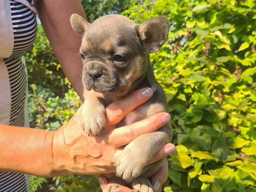 Французский бульдог маленькие медвежатки
