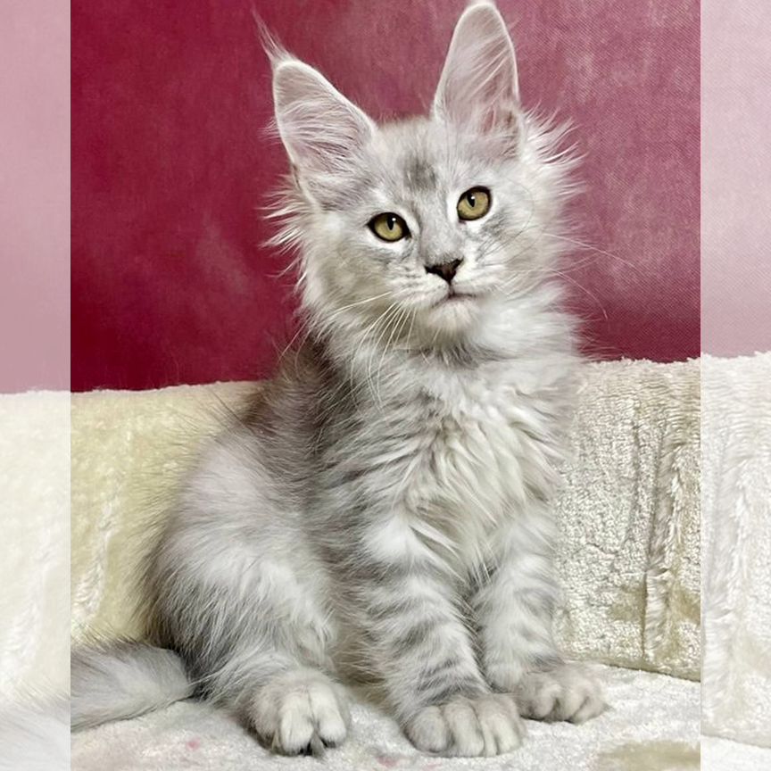 Котята мейн-кун