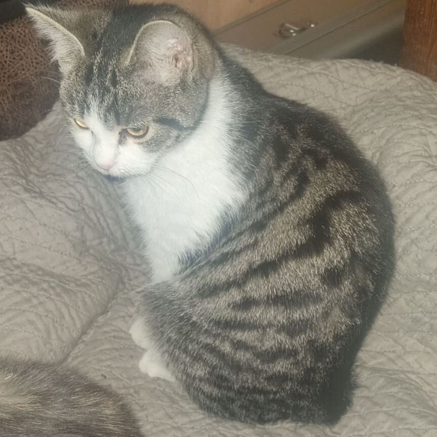 Кошечка в добрые руки