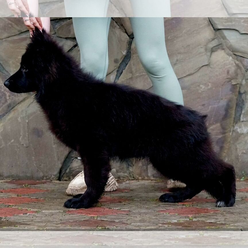 Немецкая овчарка, щенок