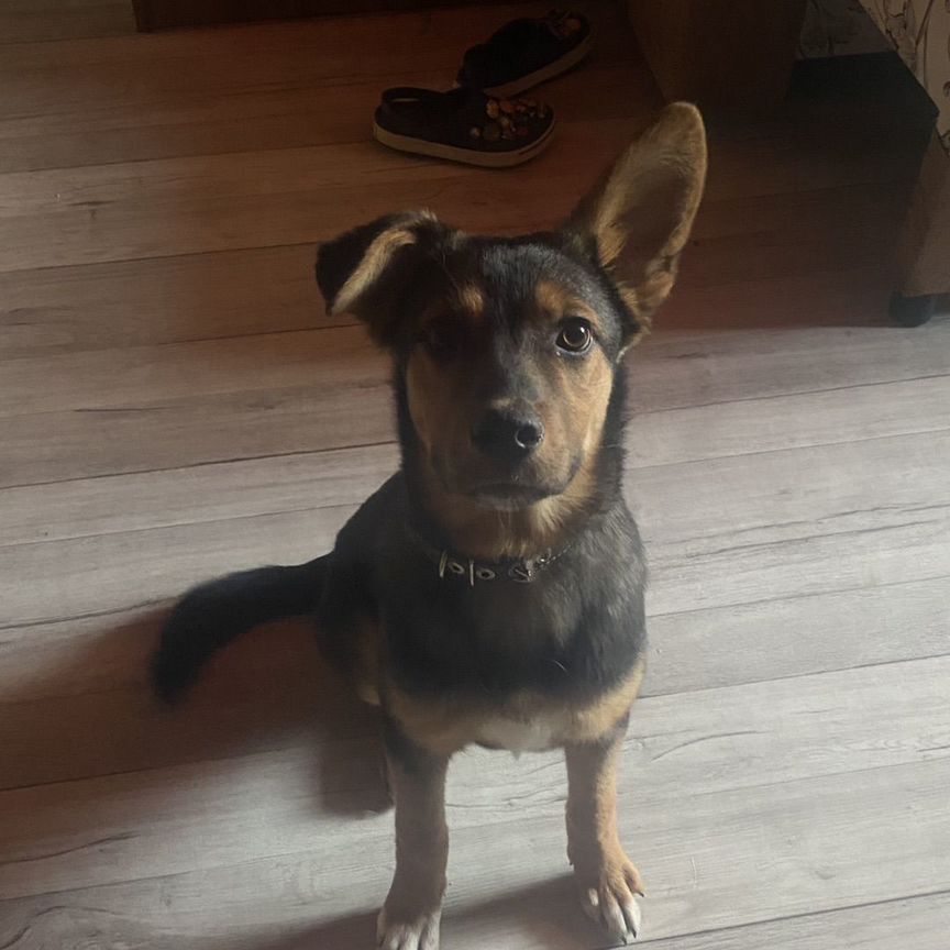 Смесь ротвейлера и овчарки