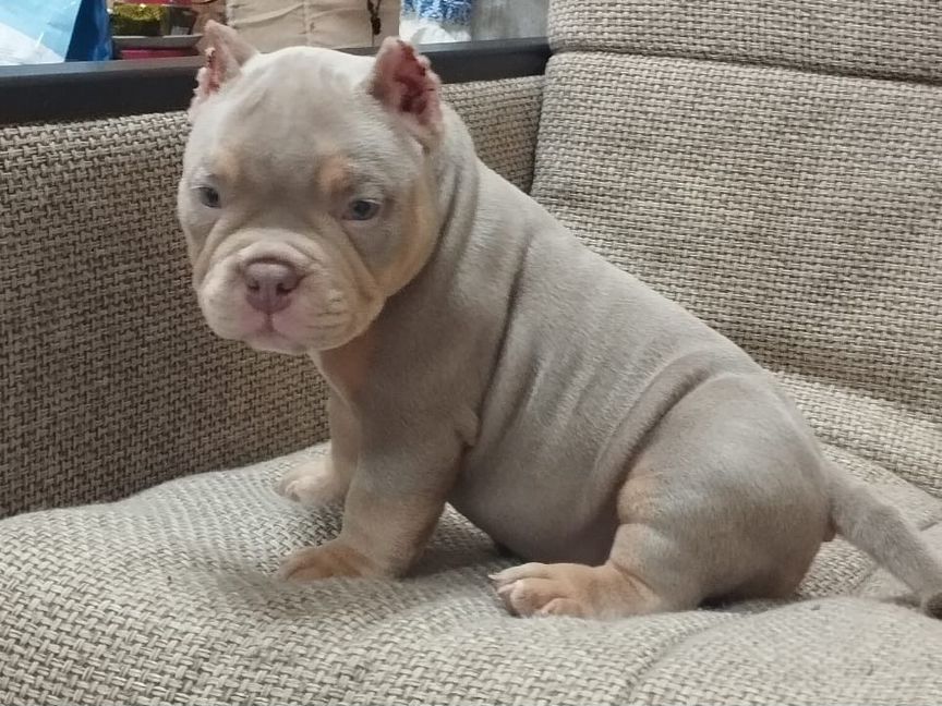 American bully