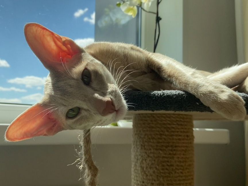 Розовый Мальчик Ориентал