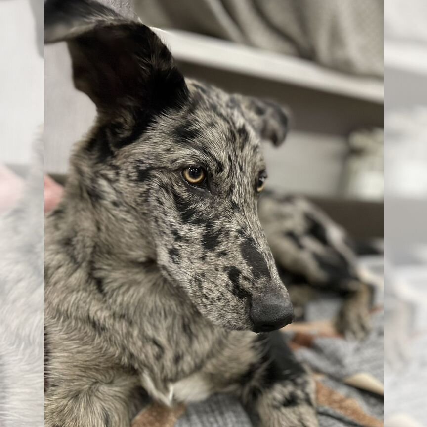 Бордер-колли, щенок