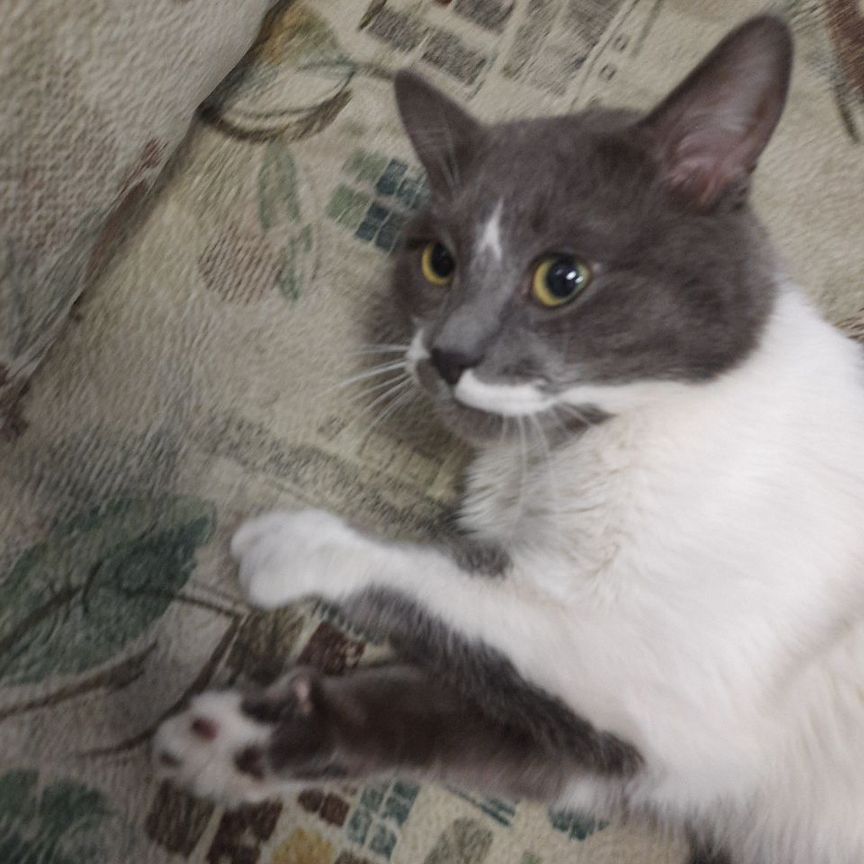 Котик в добрые руки