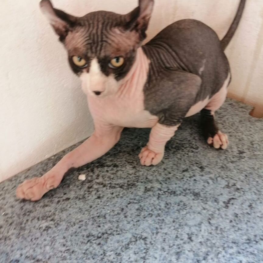 Канадский сфинкс