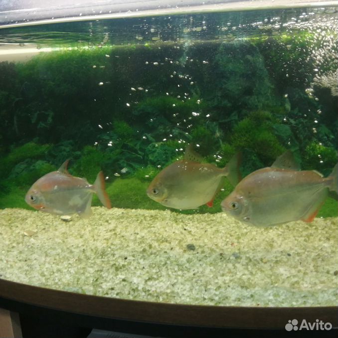 Метиннис серебристый