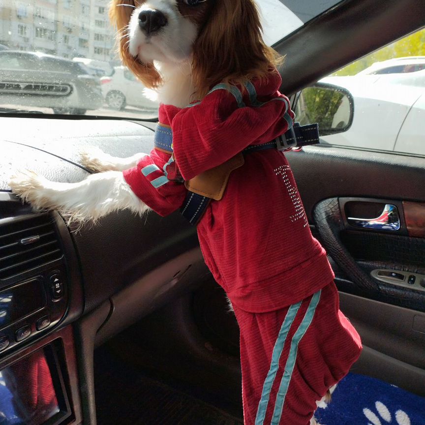 Кавалер кинг чарльз спаниель девочка