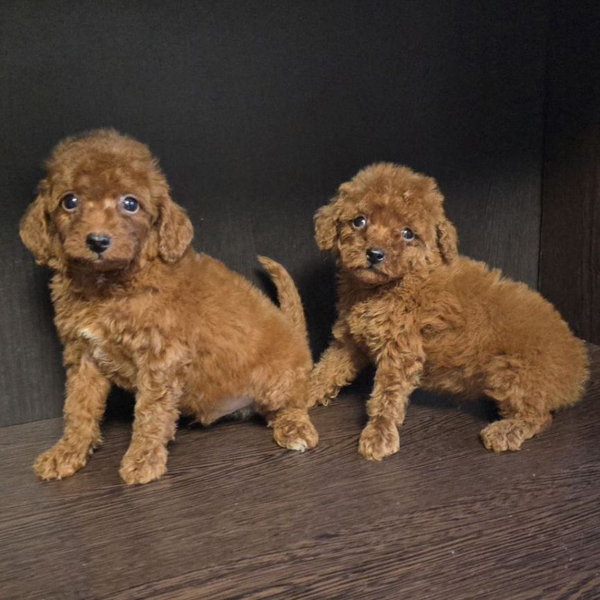 Той-пудель, щенок