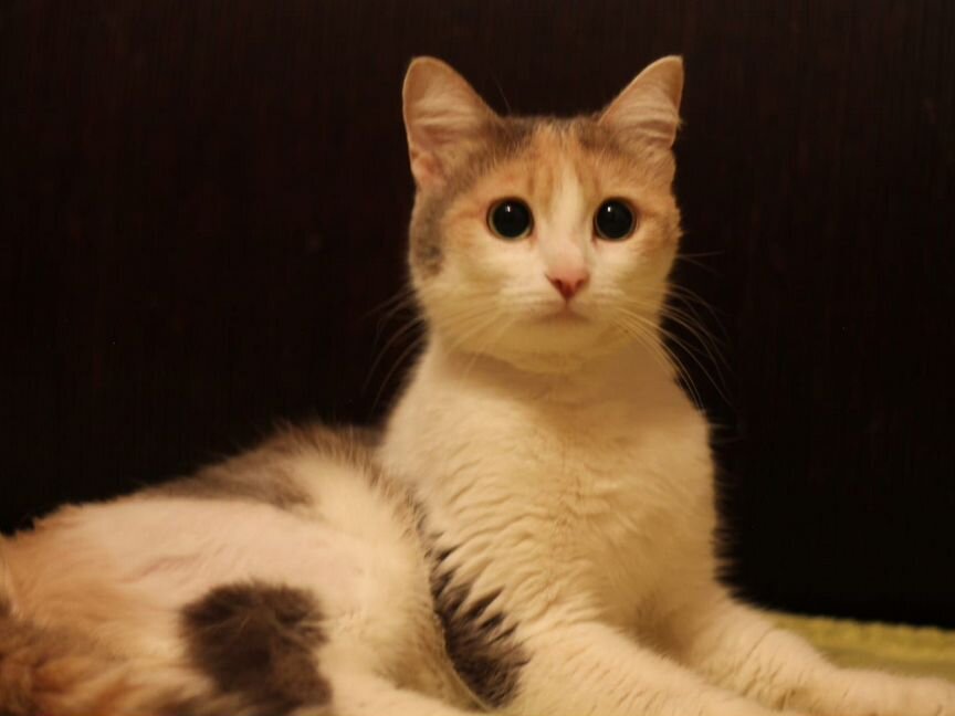 Кошка
