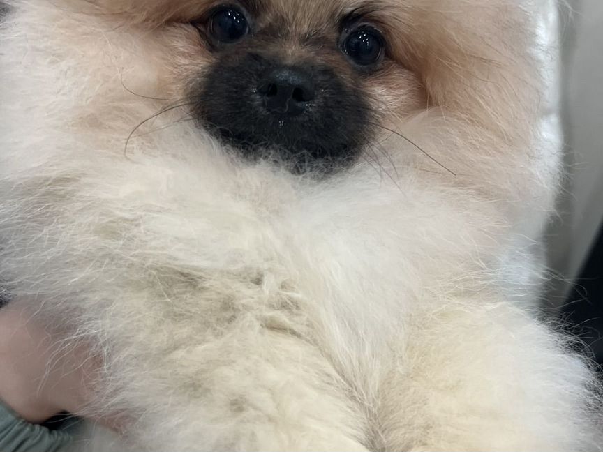 Шикарный Мини шпиц