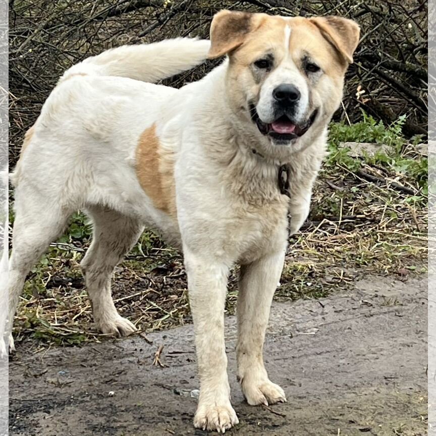 Среднеазиатская овчарка, щенок