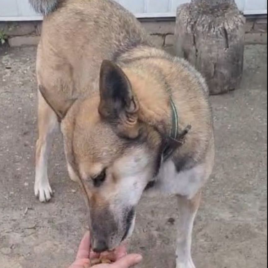 Лайка, взрослая собака