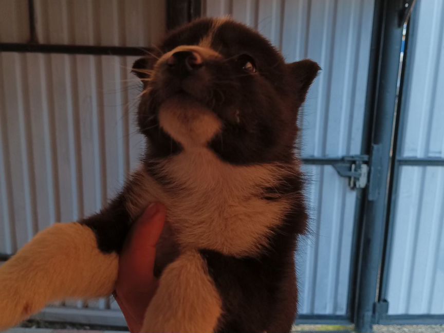 Русско европейская лайка