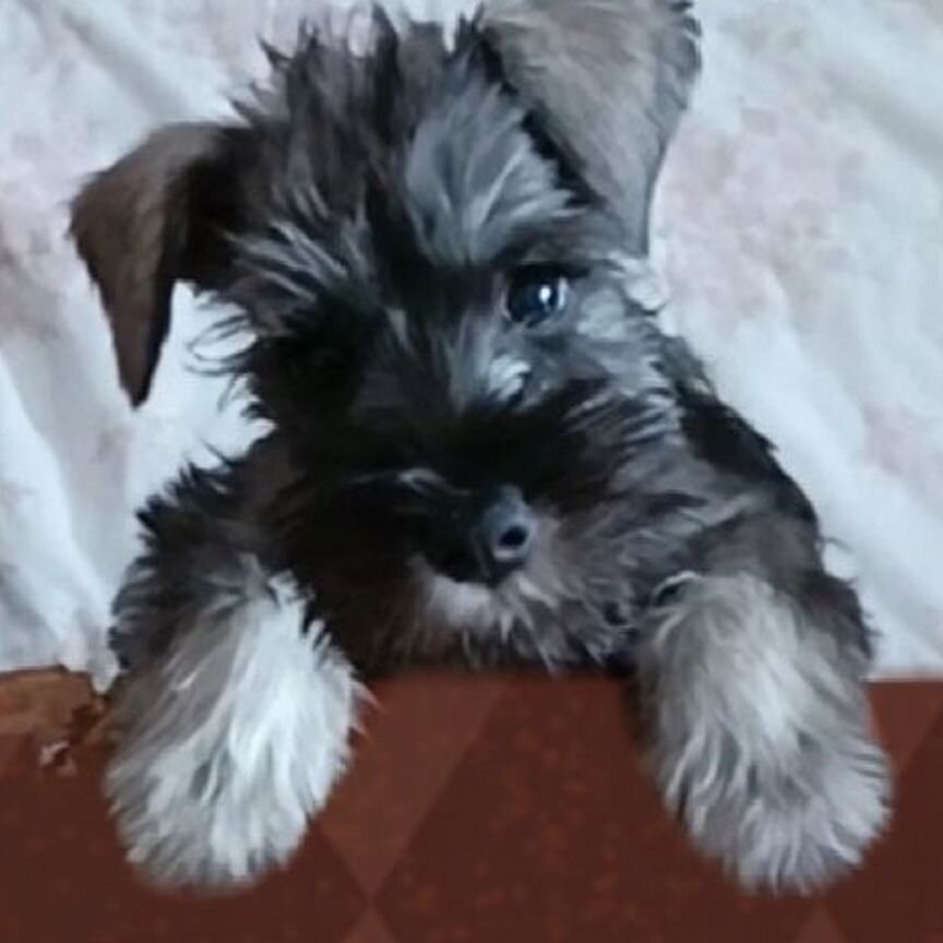 Цвергшнауцер, щенок