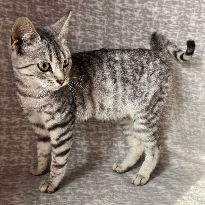 Котёнок, спасенный из зоны сво, ищет дом