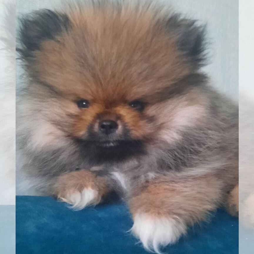 Померанский шпиц, щенок