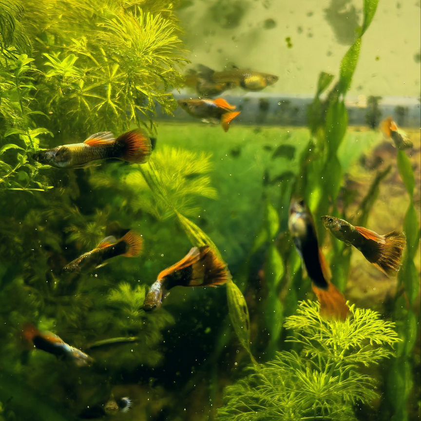 Аквариумные рыбки