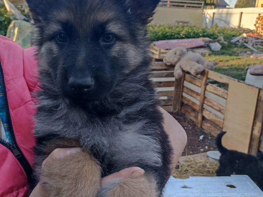 Щенки немецкой овчарки длинношерстной