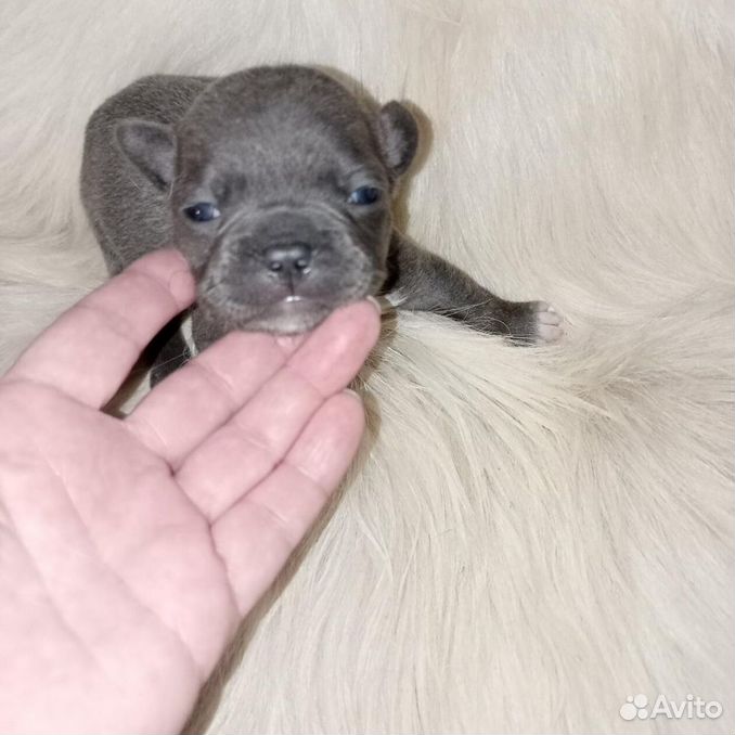 Супер детки голубой щенок