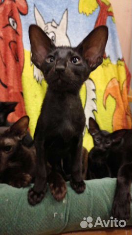 Ориентальные котята