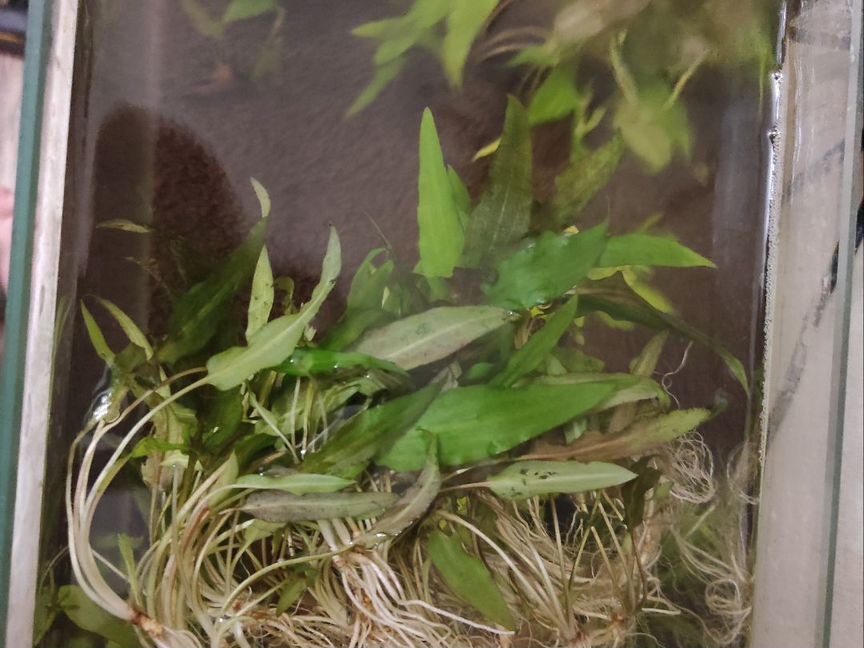 Аквариумные растения прополка