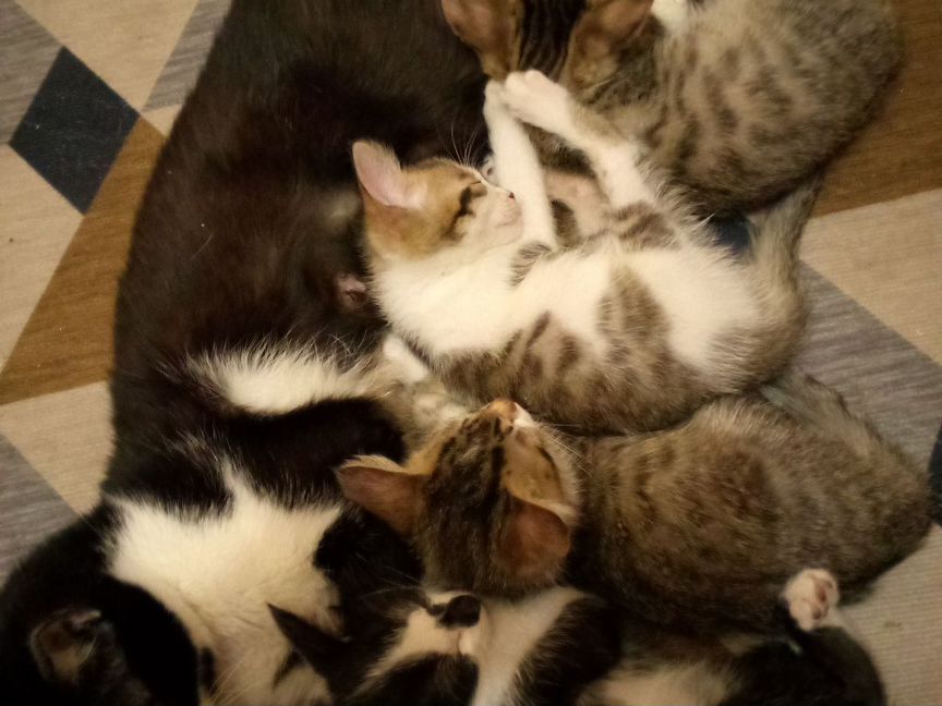 Кошка