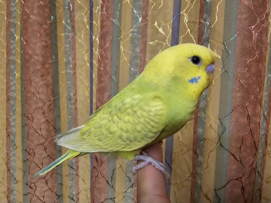 Волнистый попугай, птенчики