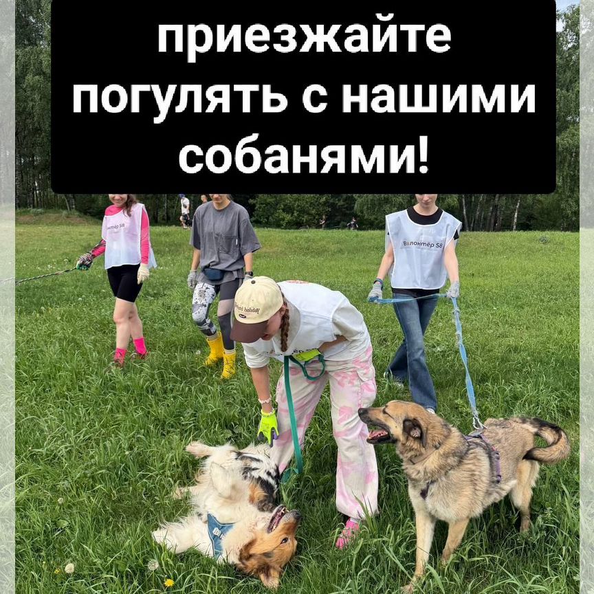 Взрослая собака в добрые руки