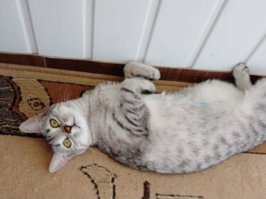 Кошечка-лапочка