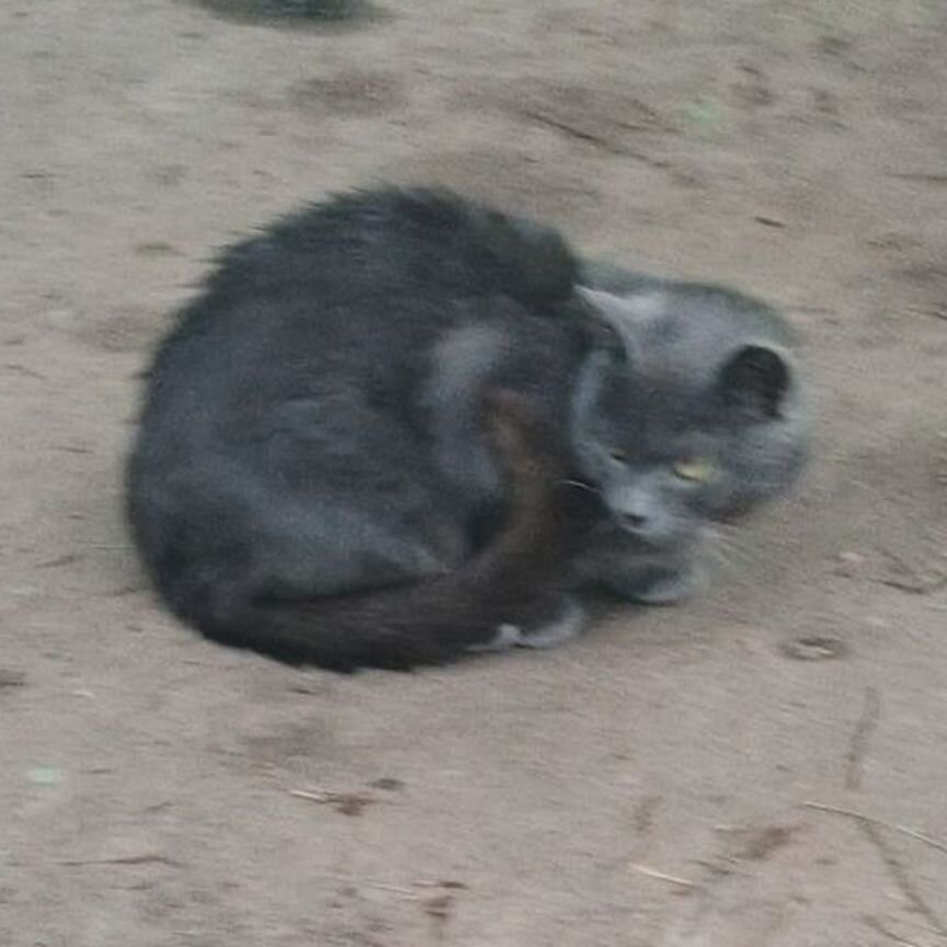 Русская голубая кошка, взрослая