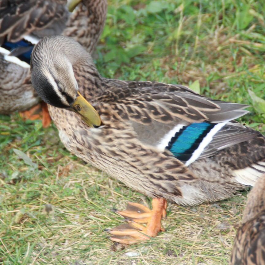 Подсадные утки