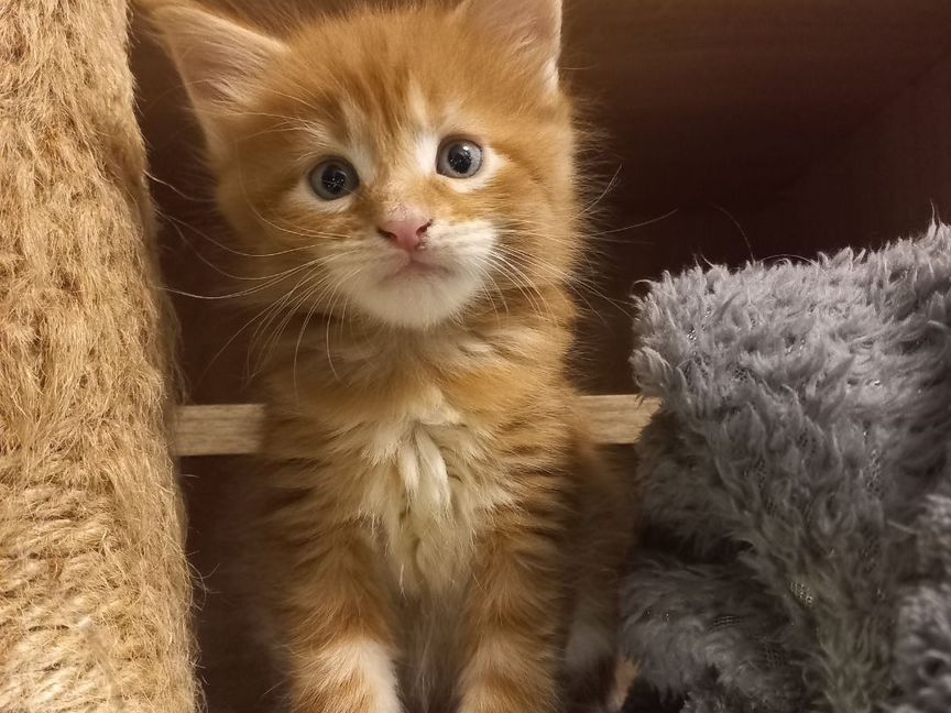 Котята мейн-кун