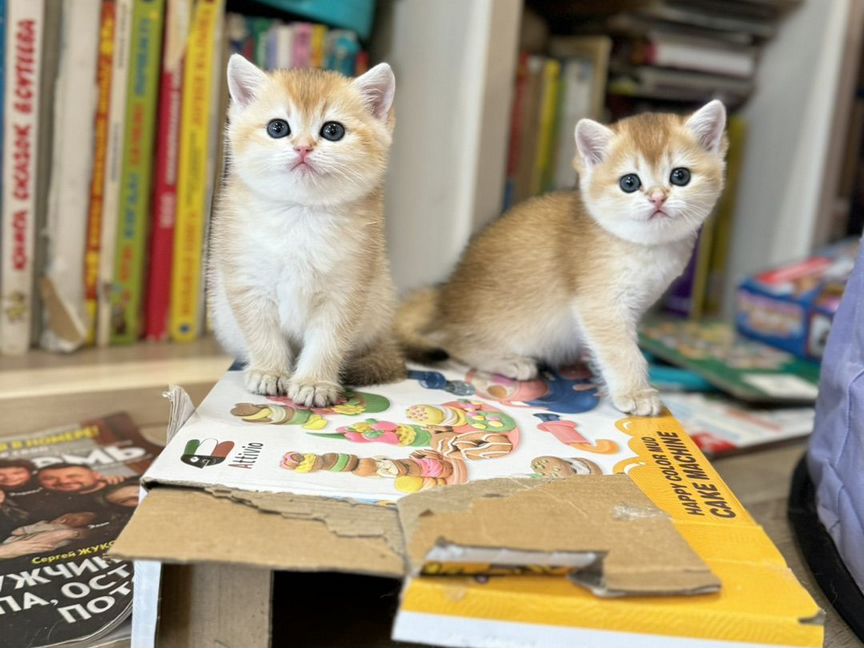 Котята британской золотой шиншиллы,девочки ny11